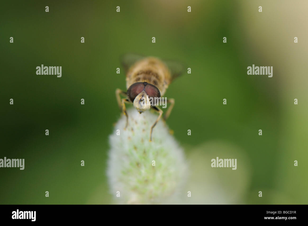 Insect in plant Stock Photo - Alamy