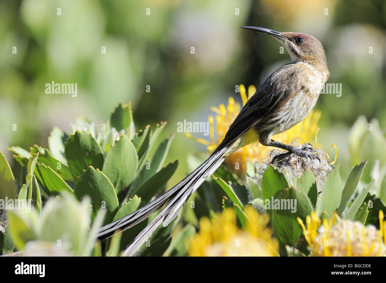 Cape Sugarbird in Yellow Pincushion Protea Flower Stock Photo - Alamy