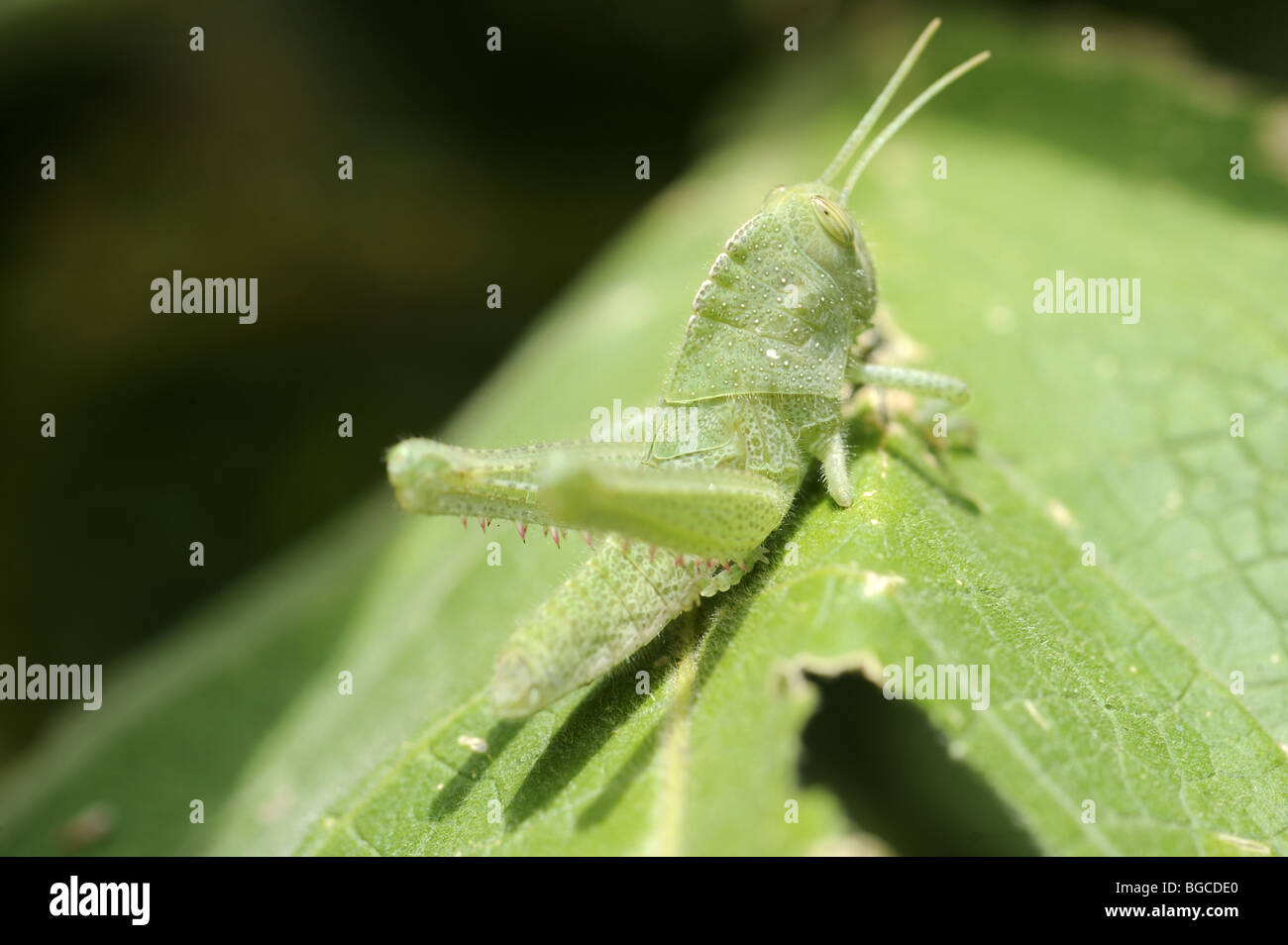 Green Locust on plant Stock Photo - Alamy