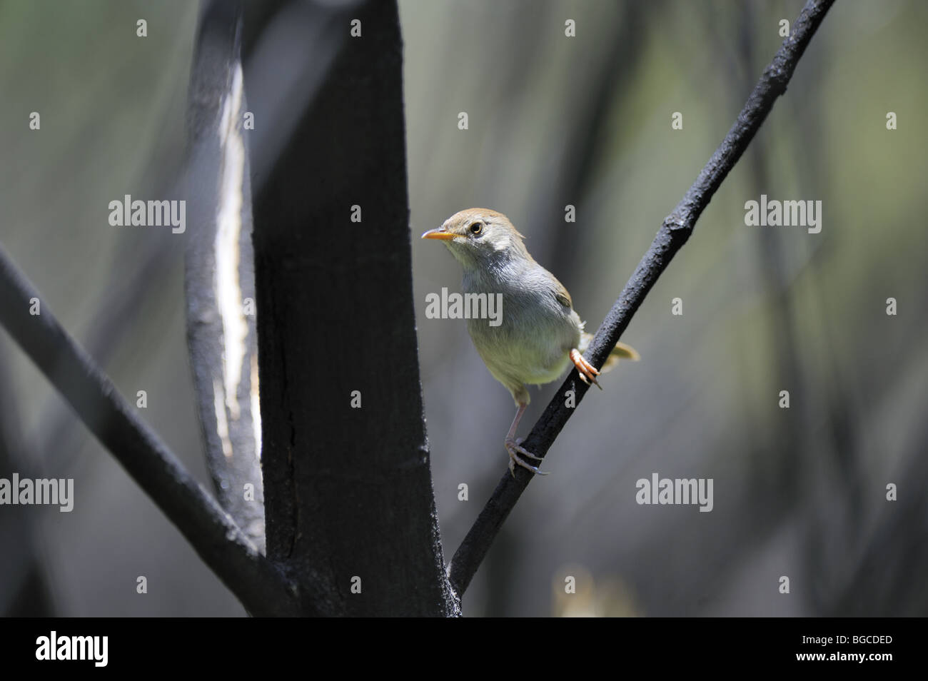 Neddicky sitting on branches of burnt protea Stock Photo - Alamy