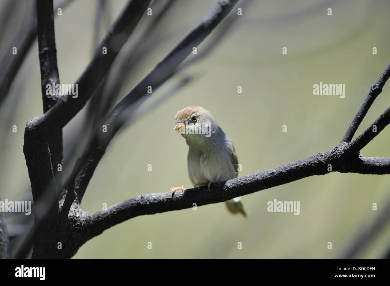 Neddicky sitting on branches of burnt protea Stock Photo - Alamy
