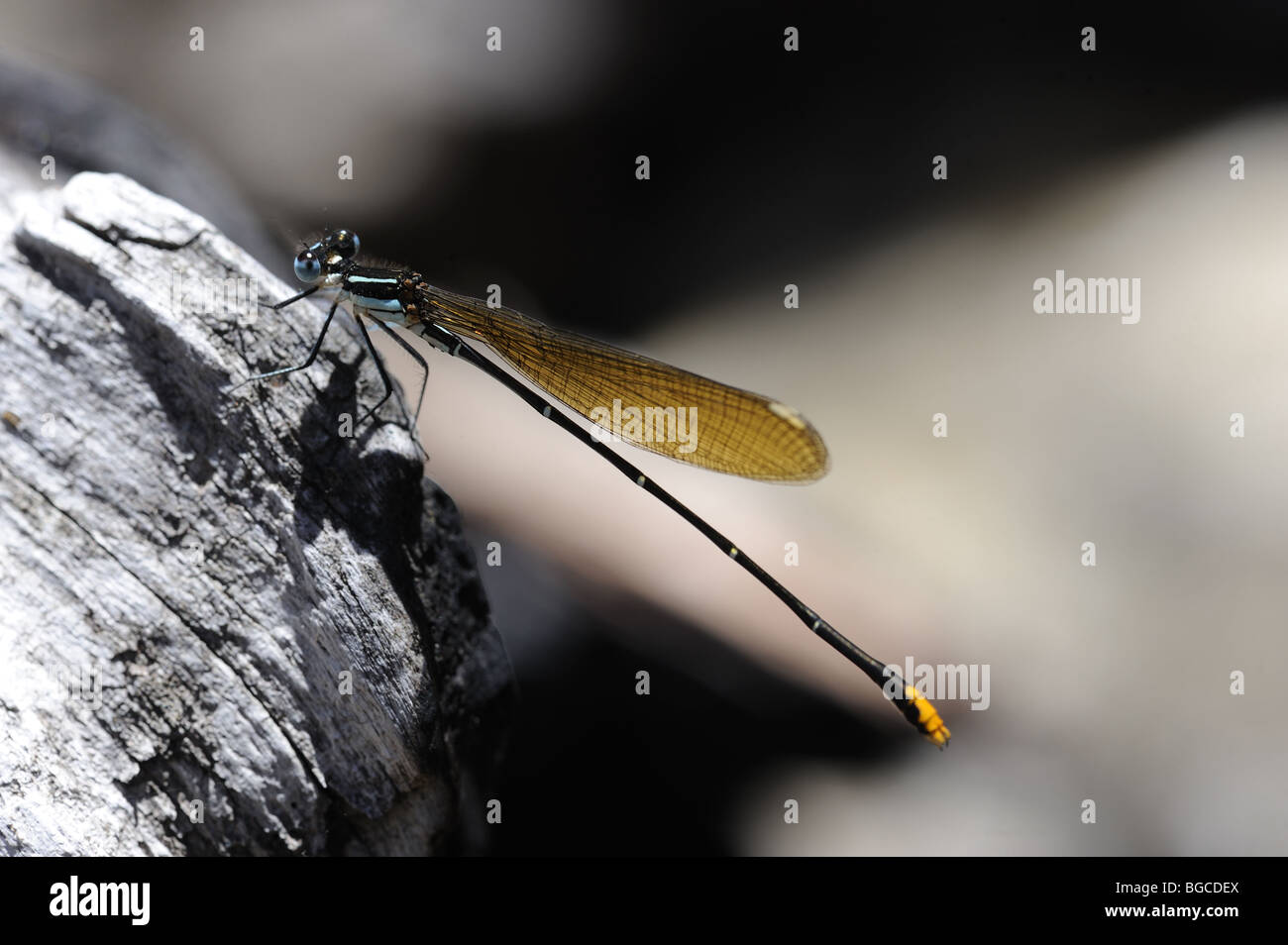 Damsel fly hi-res stock photography and images - Alamy