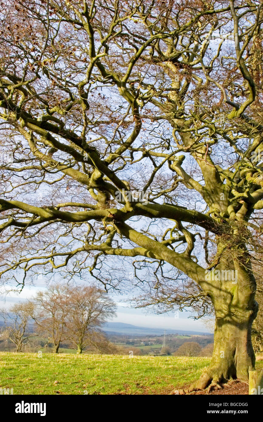 Mature Beech tree in winter, England, UK Stock Photo - Alamy