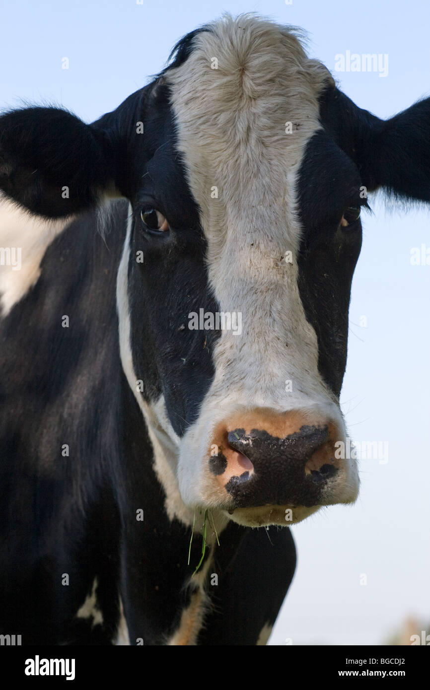 Cow face hi-res stock photography and images - Alamy