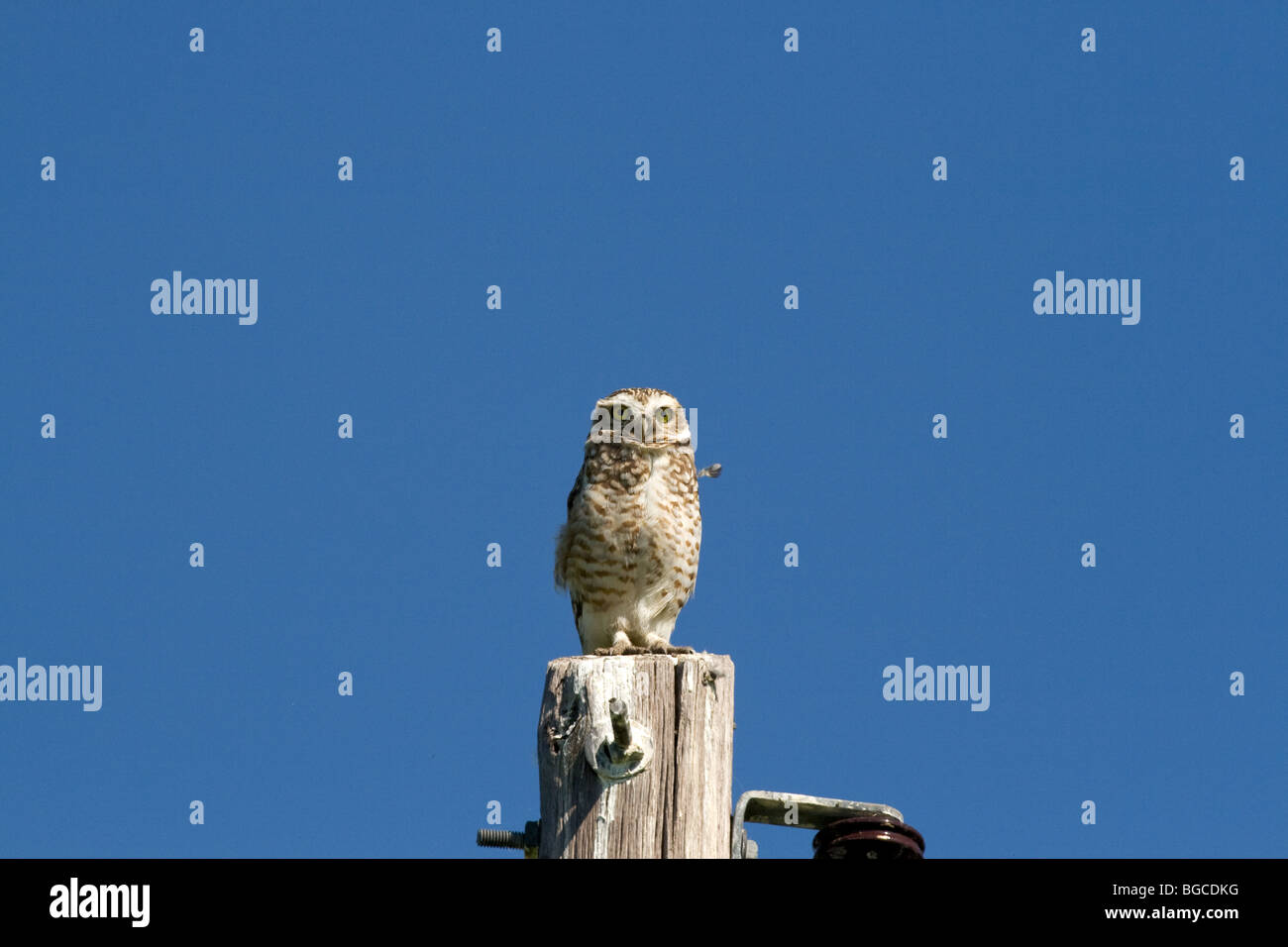 Owl standing on a pole Stock Photo - Alamy