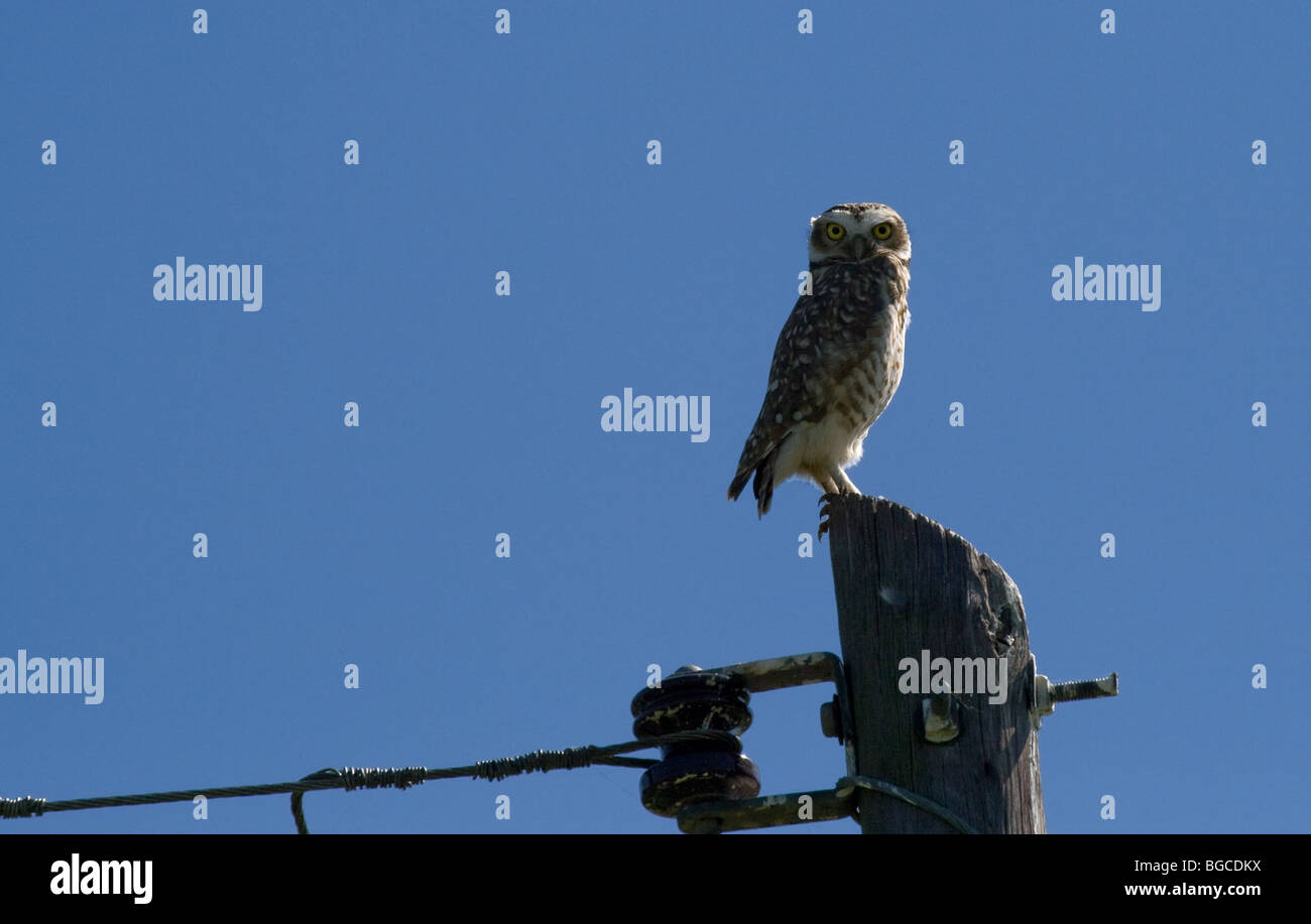 Owl standing on a pole Stock Photo - Alamy