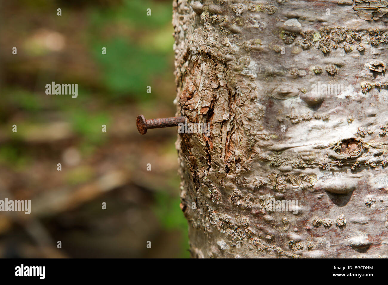 Rusted nail in softwood tree Stock Photo - Alamy