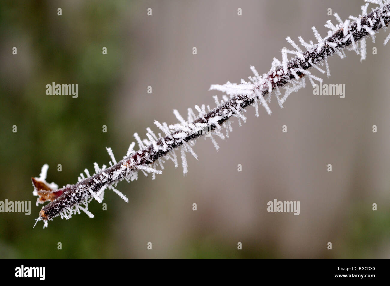 Winter frosted ivy Stock Photo - Alamy