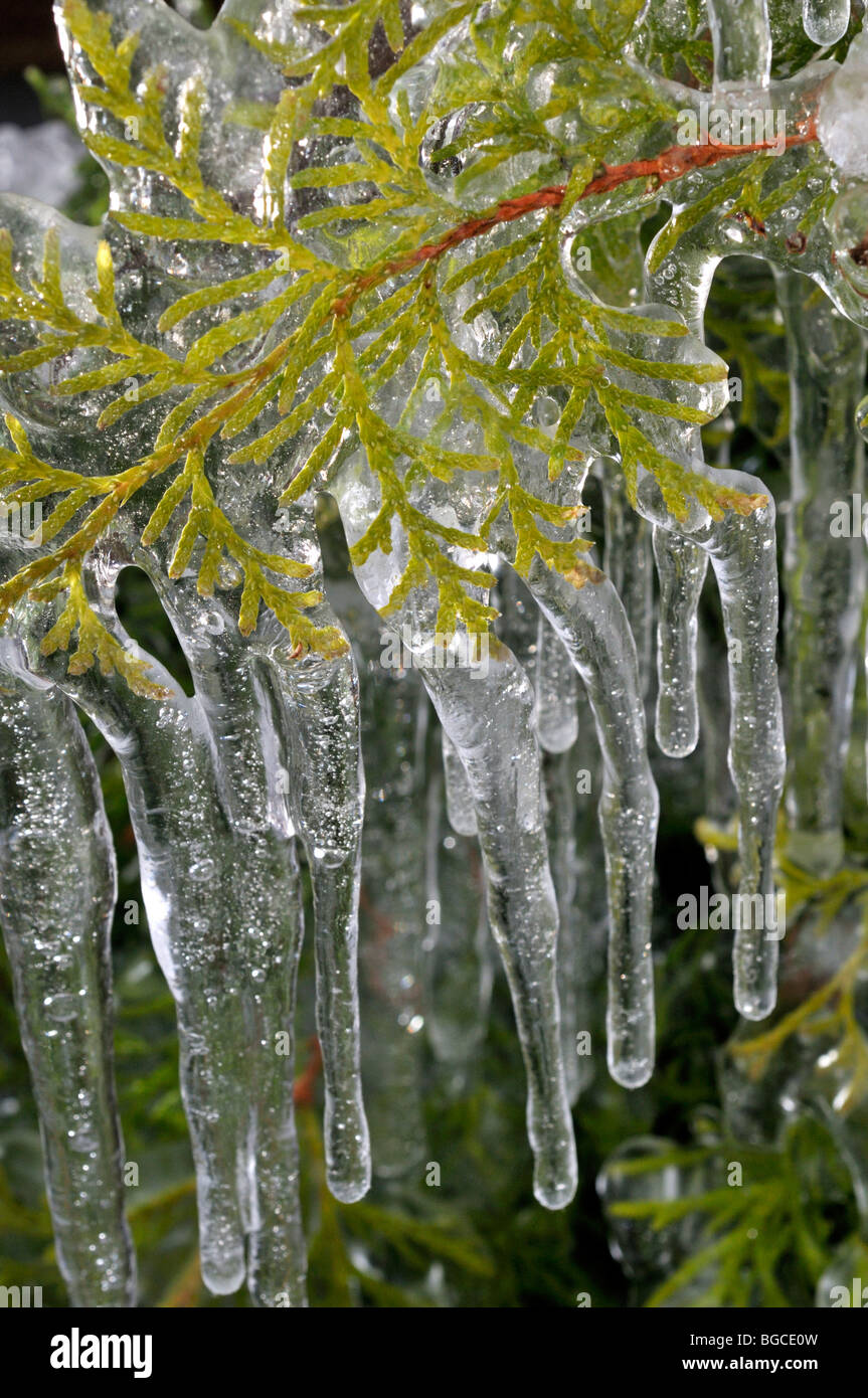 Frozen conifer foliage with trailing icicles Stock Photo - Alamy