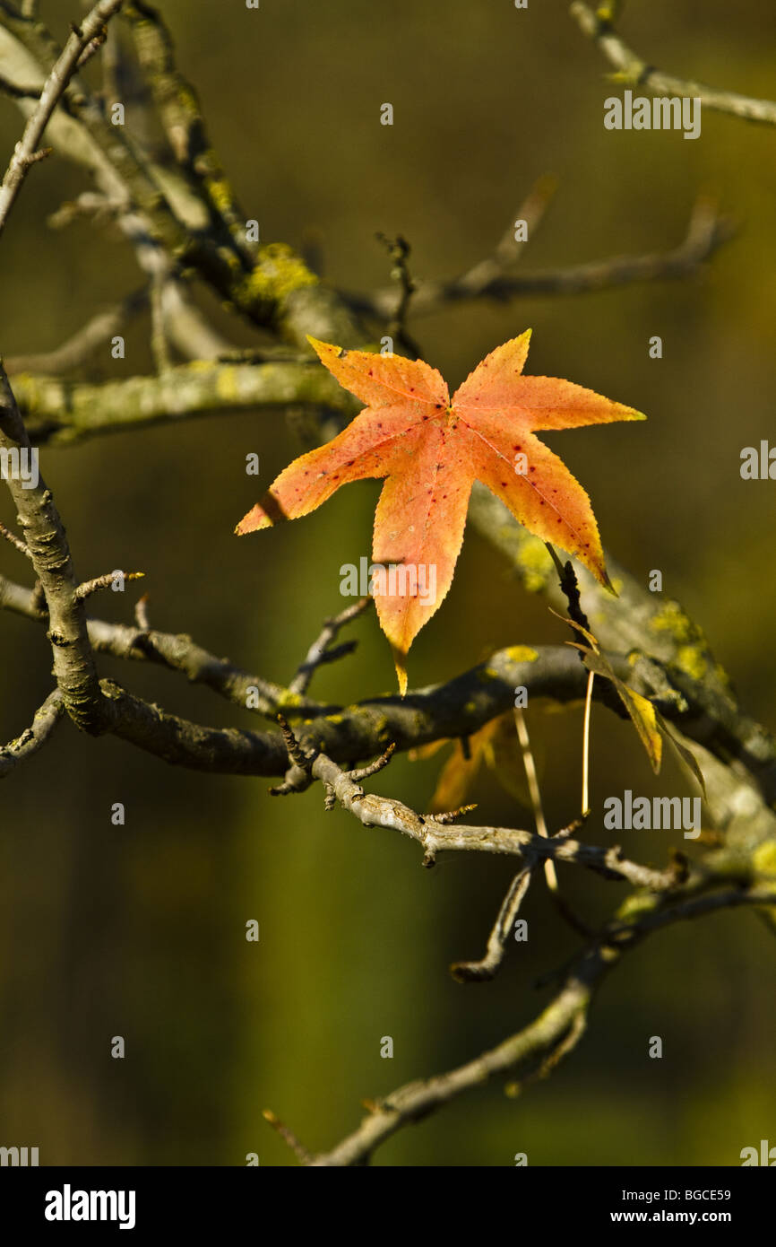 Beautiful multi colored autumn tree hi-res stock photography and images ...