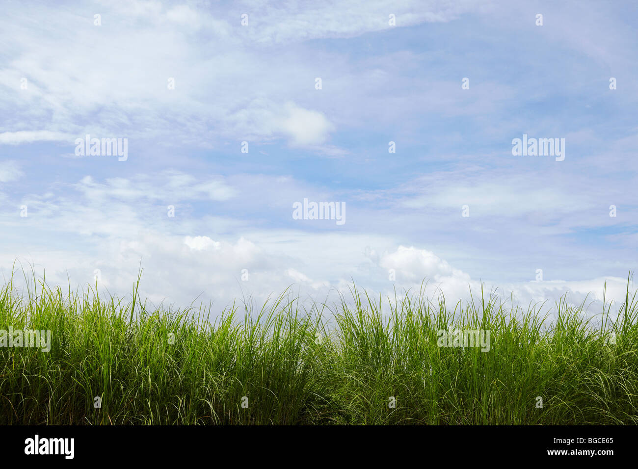 Cogon grass hi-res stock photography and images - Alamy