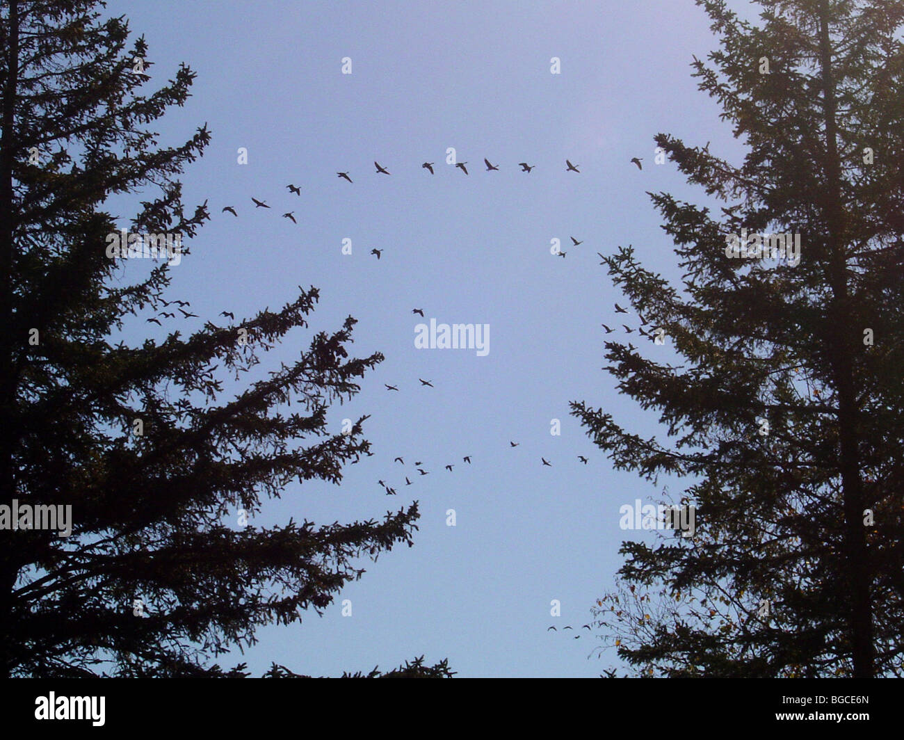 Birds flying in rows between 2 big trees Stock Photo - Alamy