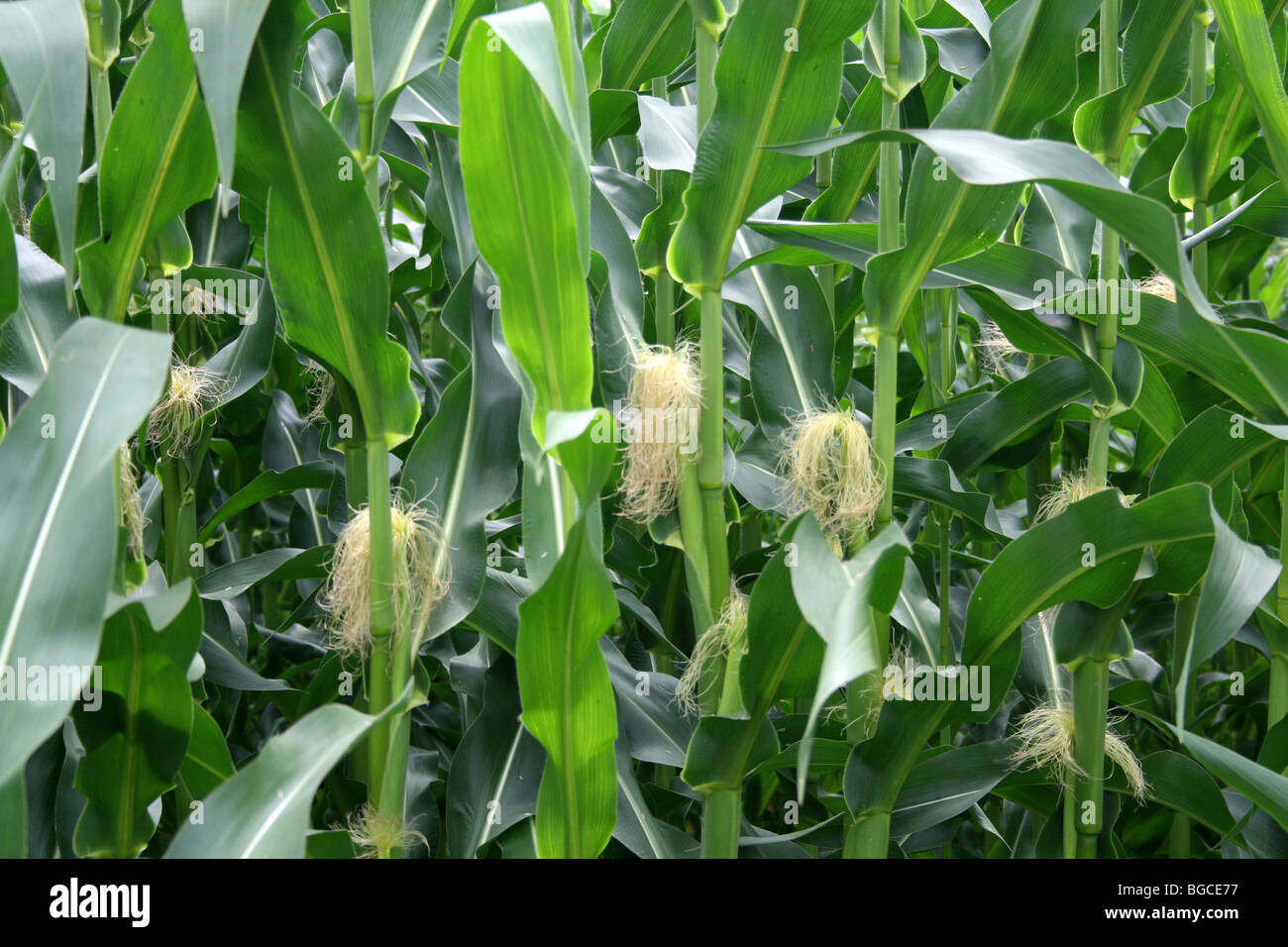 Late corn harvest hi-res stock photography and images - Alamy