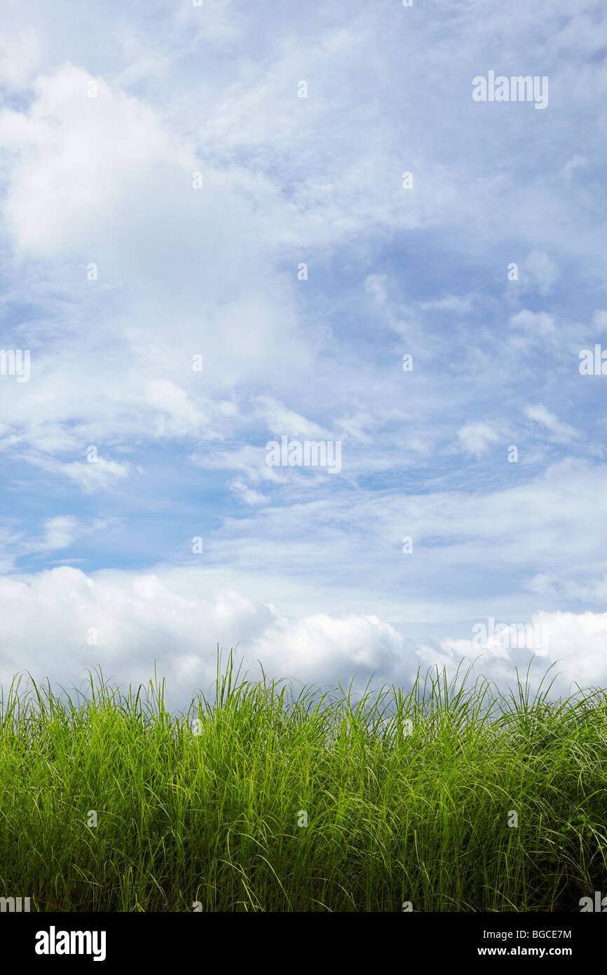 Cogon grass hi-res stock photography and images - Alamy