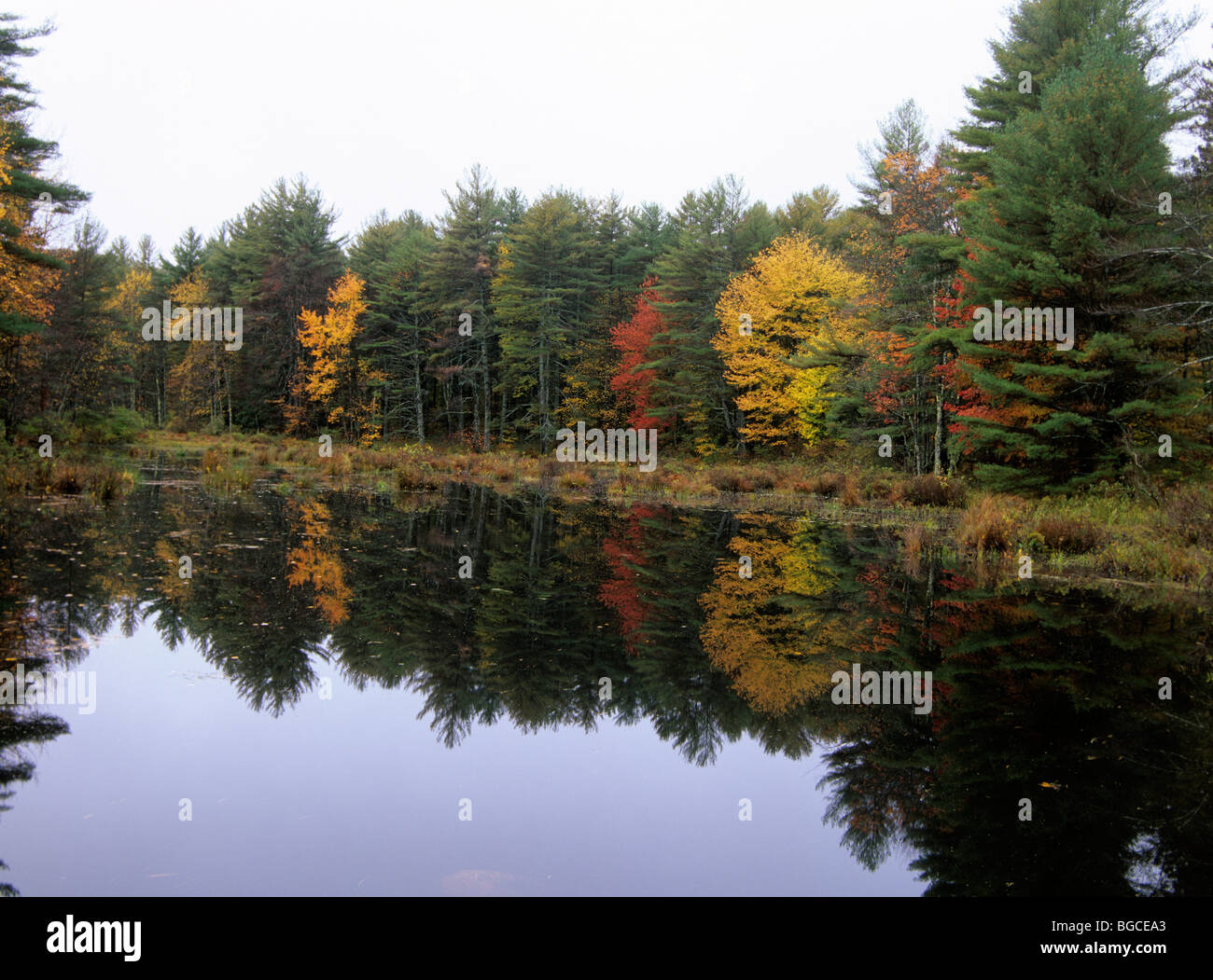 Reflection of the beautiful Autumn / Fall Colors in a wetlands area of ...