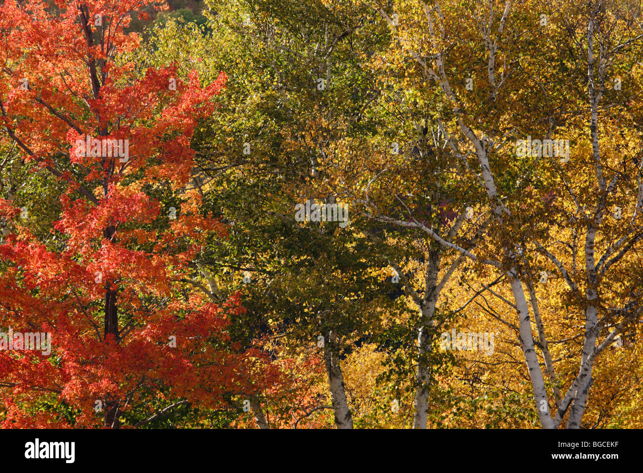 Mount Washington Valley - Pinkham Notch in Green's Grant, New Hampshire during the autumn months ...