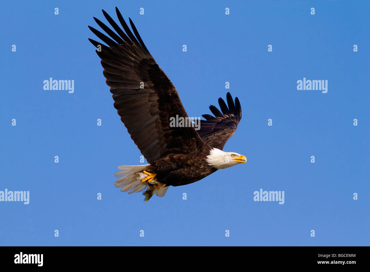 Bald eagle hi-res stock photography and images - Alamy