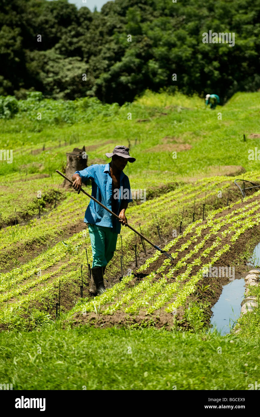 Farm workers in the fields near the Marianhill Monastry. Thousand Hills ...