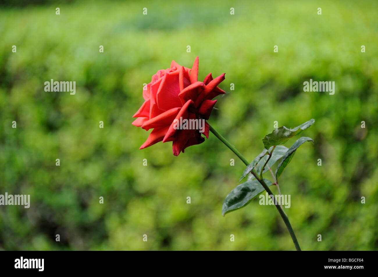 Image of rose Stock Photo - Alamy