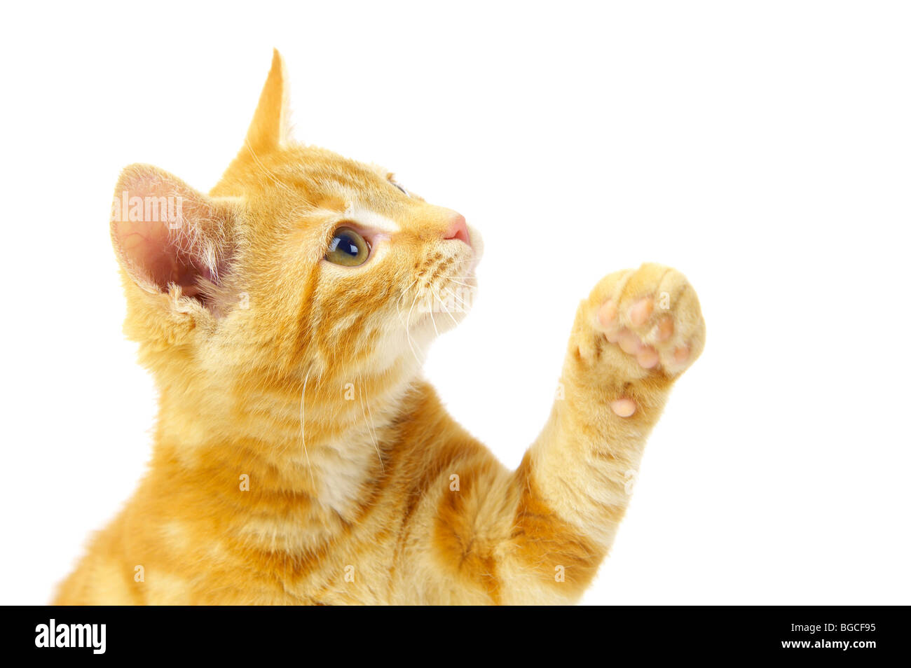 Ginger Kitten raising paw Stock Photo - Alamy
