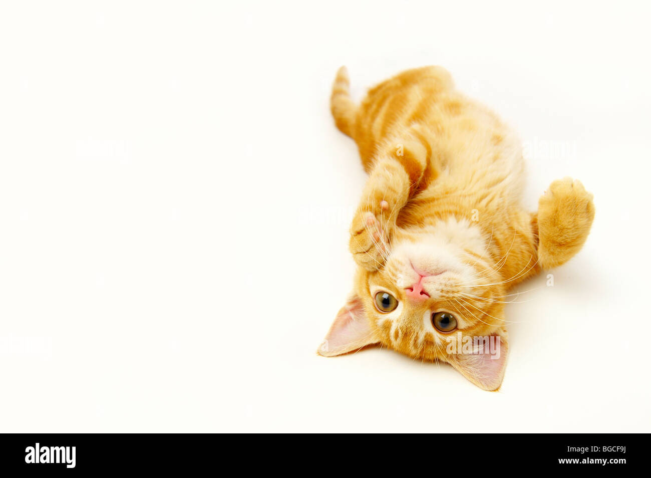 Ginger kitten laying on back Stock Photo - Alamy