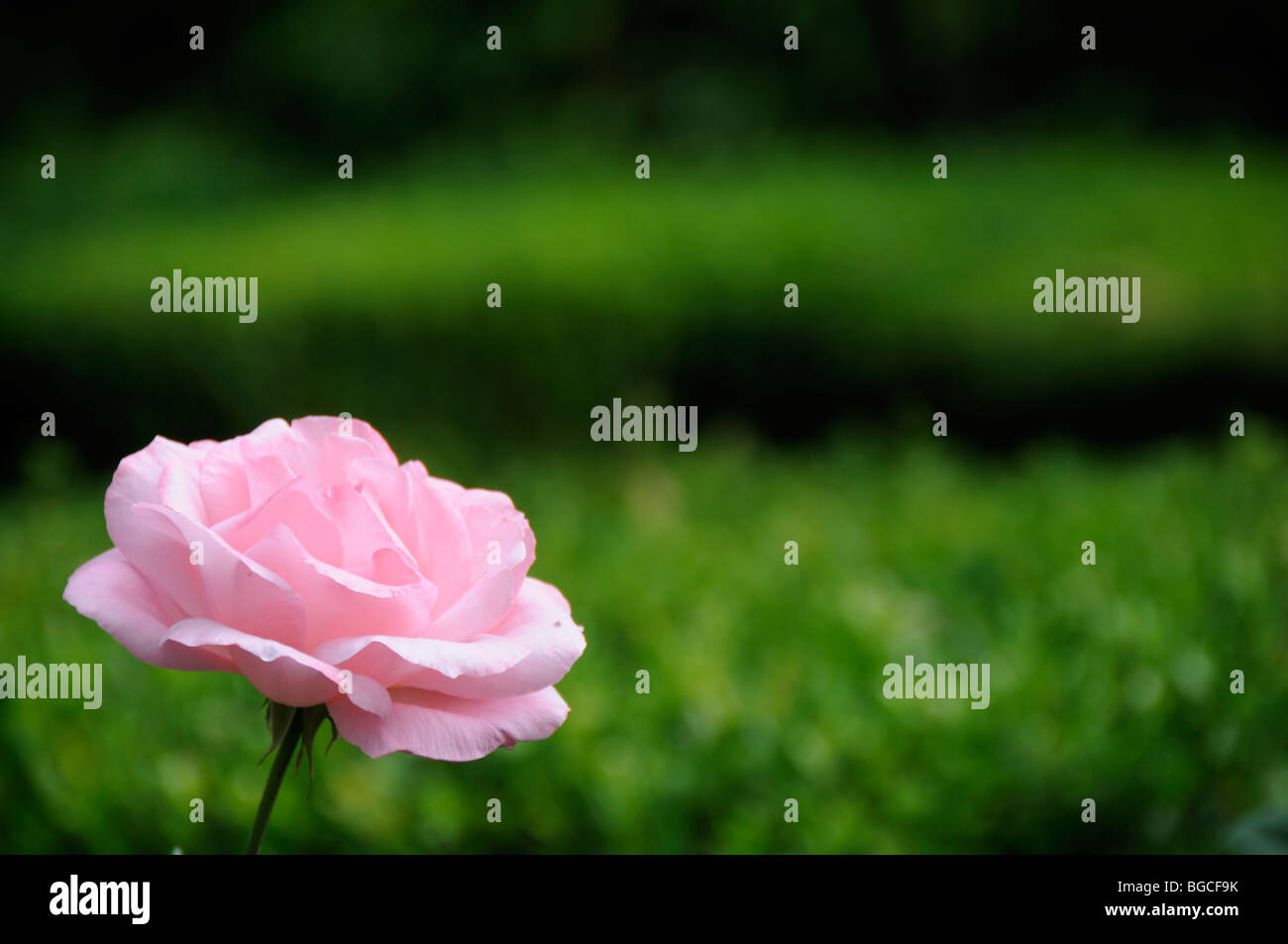 Image of rose Stock Photo - Alamy