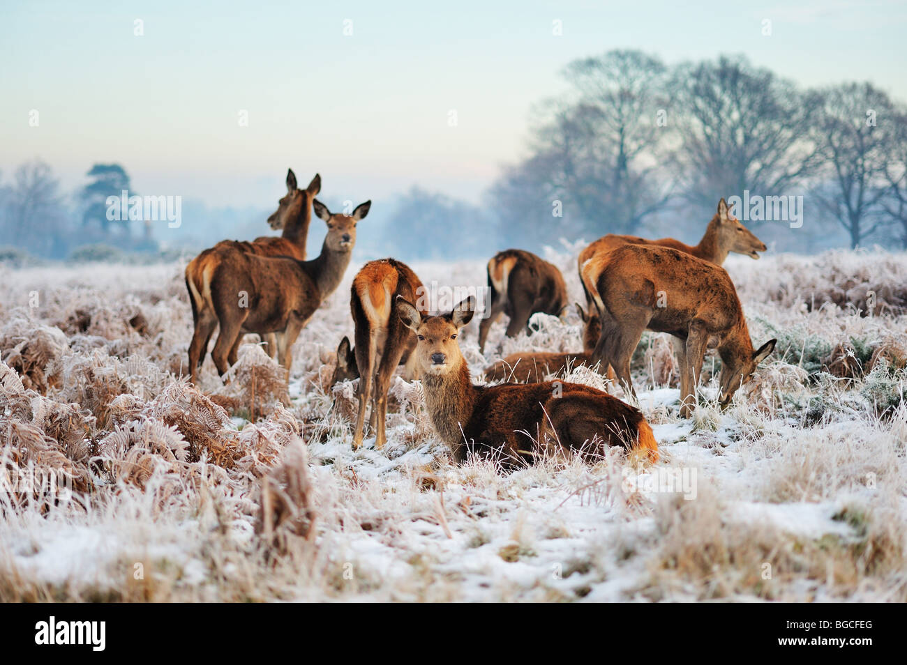 Deer in Richmond Park, Surrey, England, UK Stock Photo - Alamy