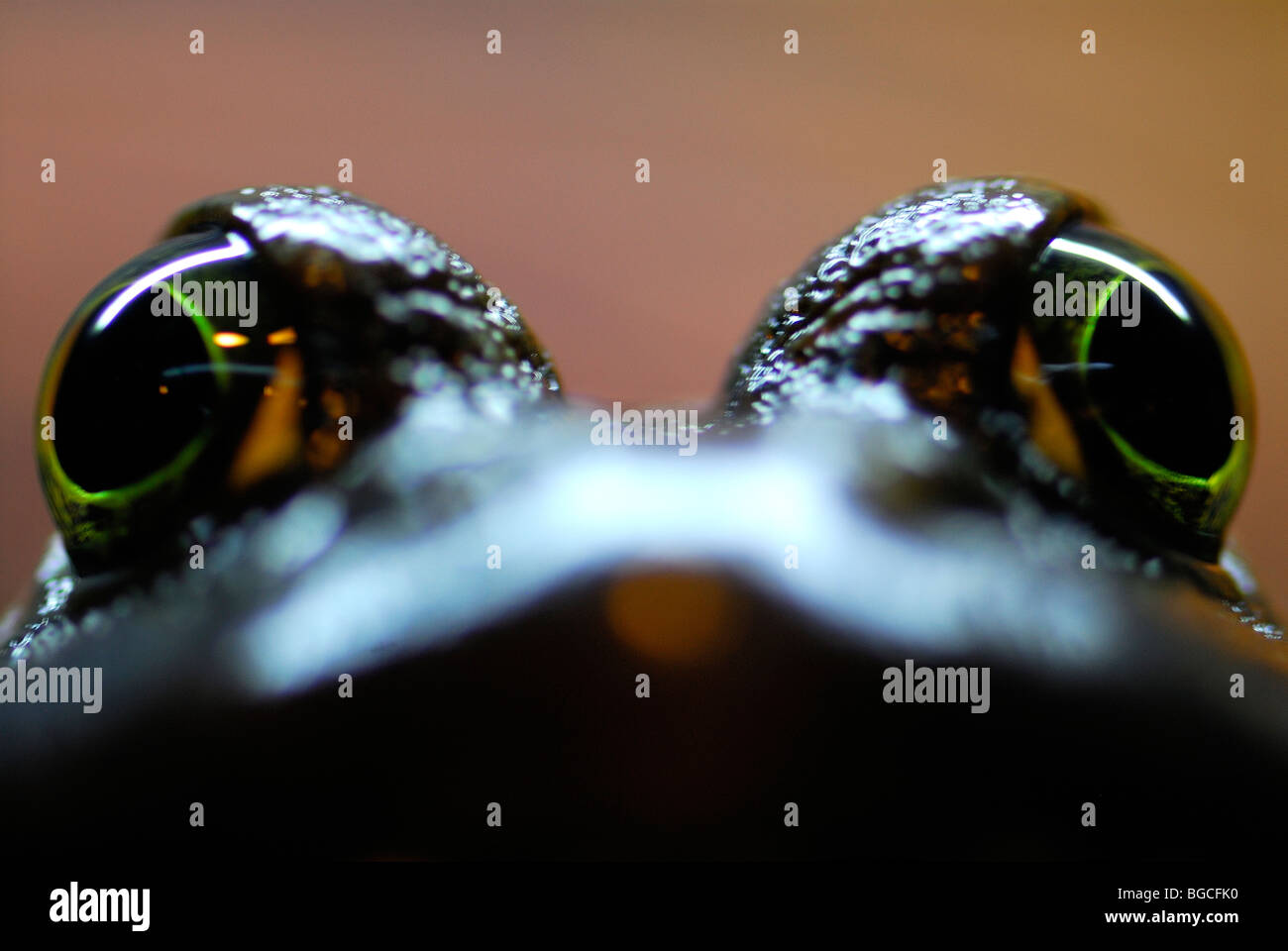 green frog eyes on a red background Stock Photo - Alamy