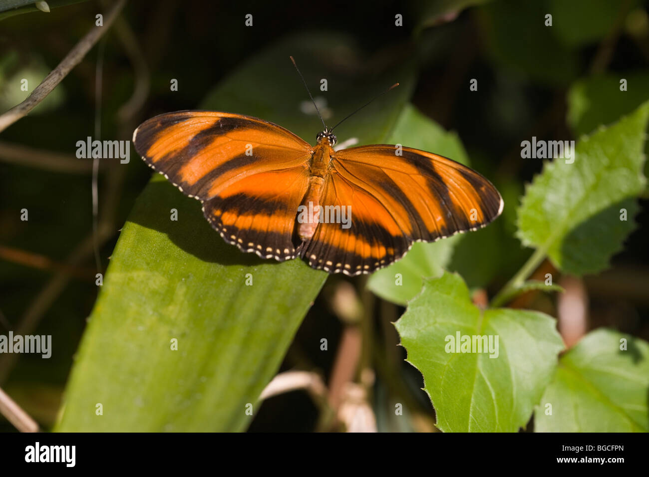 The Dryadula butterfly on a leaf outdoors, Dryadula phaetusa Stock ...