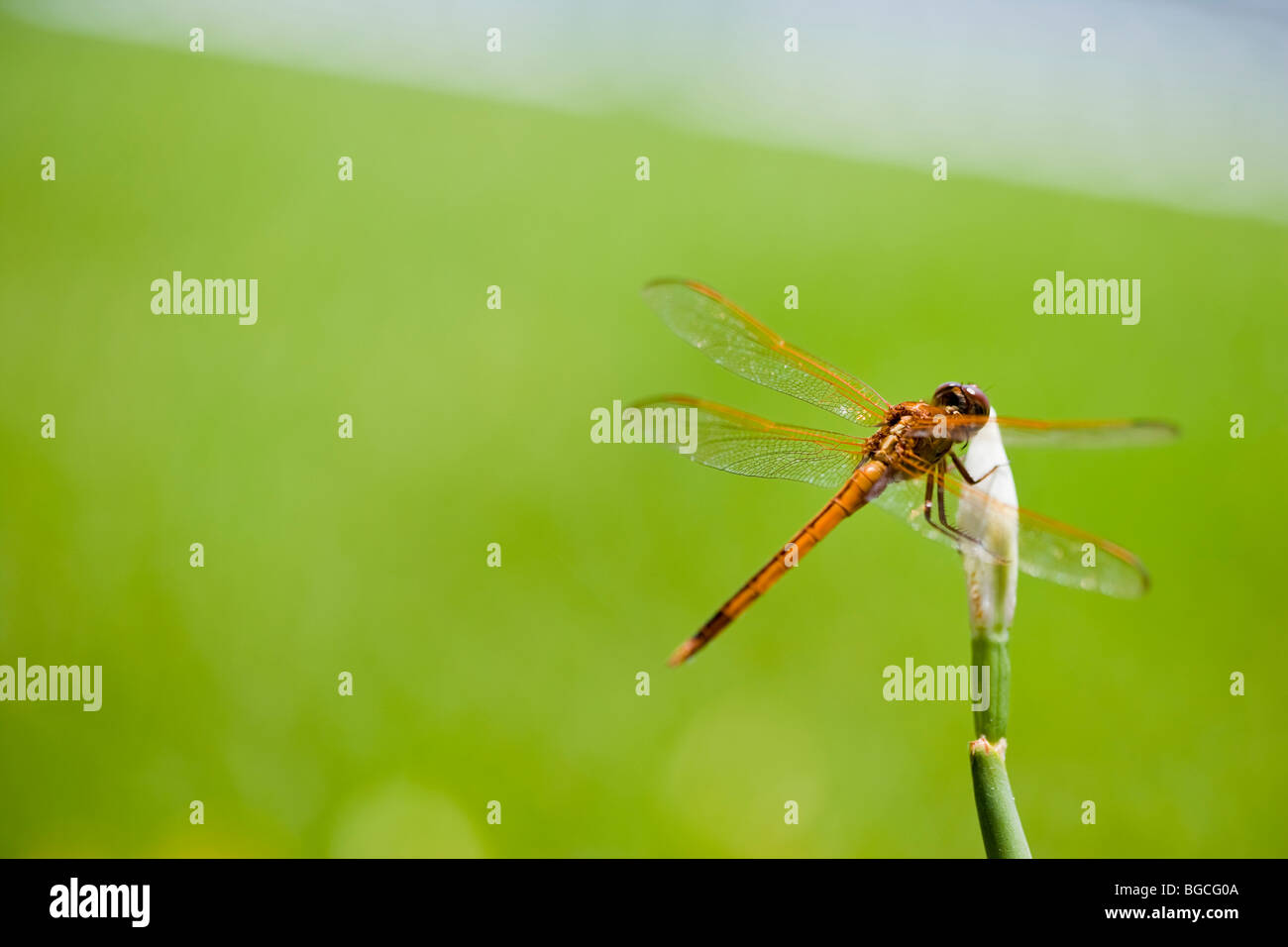 Dragonfly perching on flower (order: Anisoptera) on plant, close-up ...