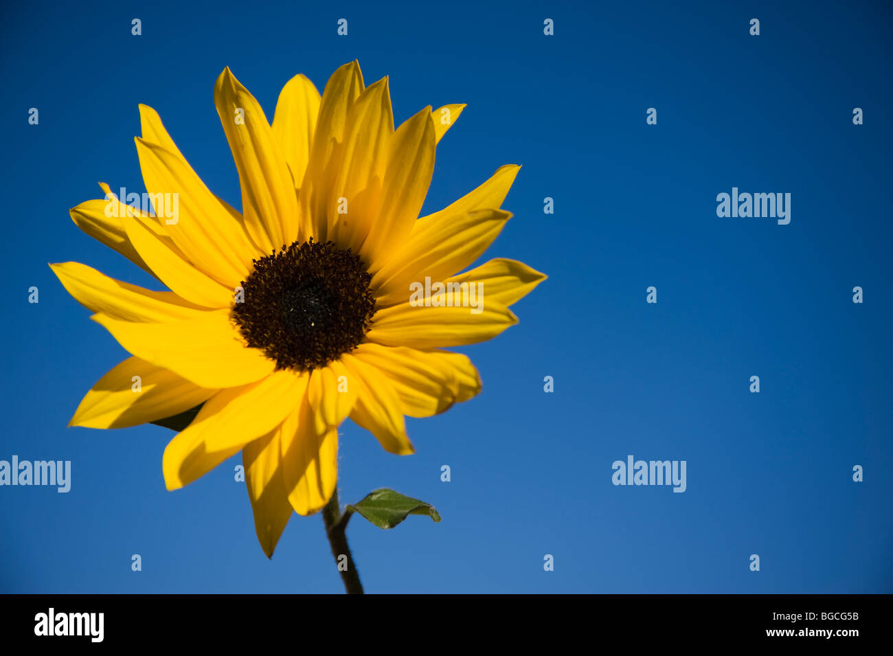 Single sunflower hi-res stock photography and images - Alamy