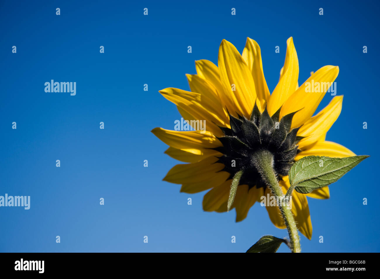 Single sunflower hi-res stock photography and images - Alamy