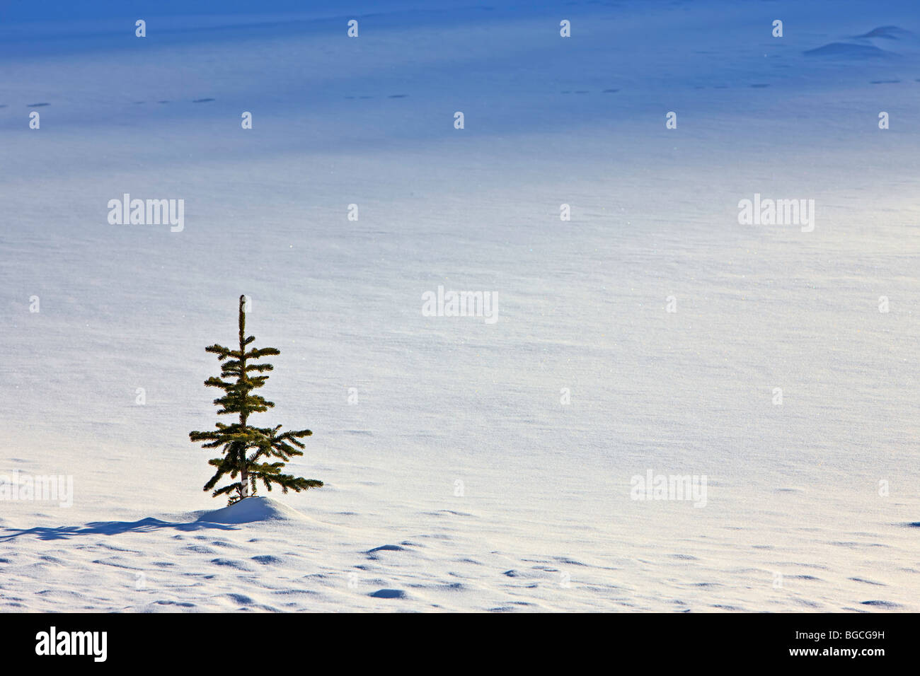 Small pine tree in a snow covered meadow along the Icefields Parkway ...