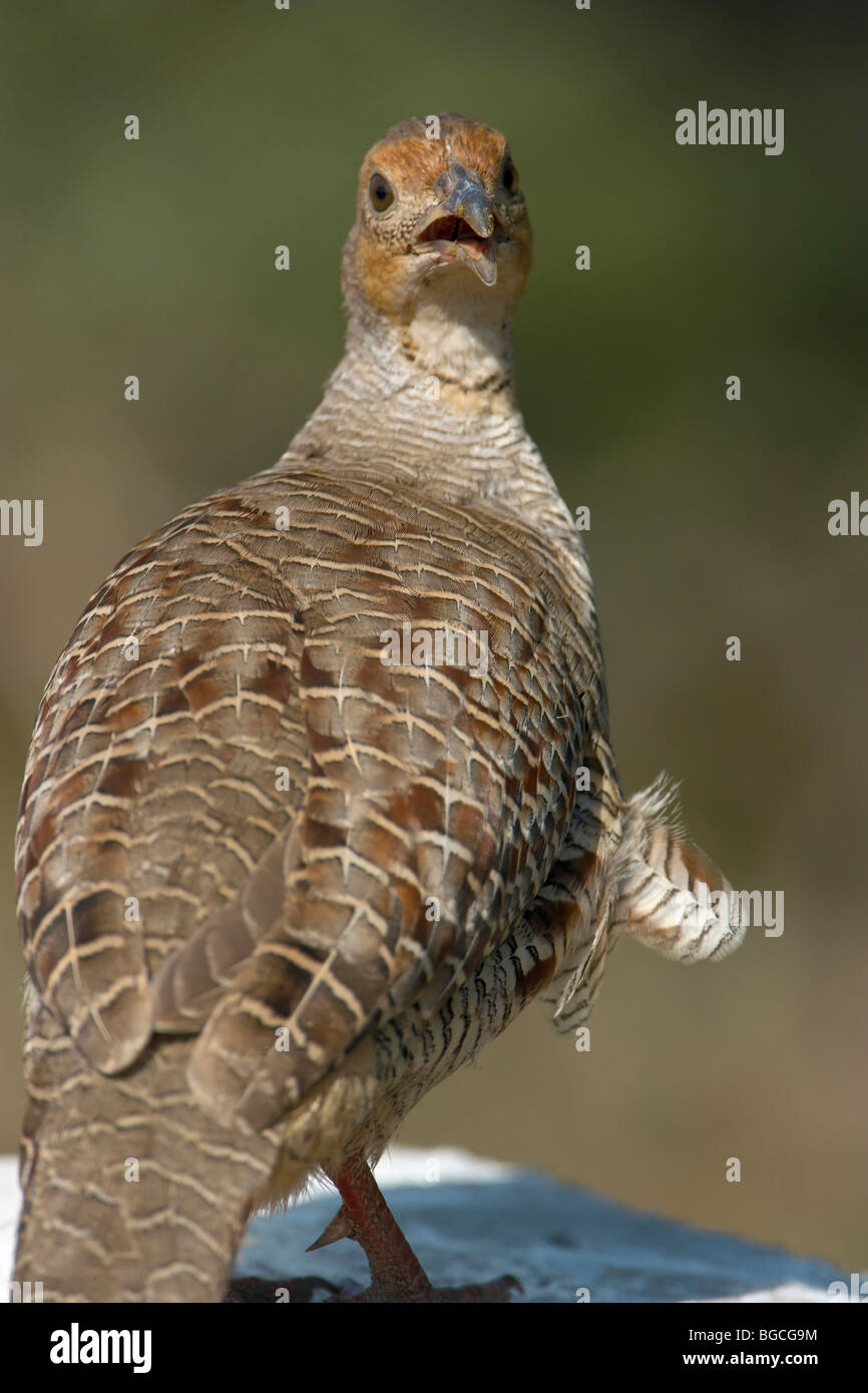 Grey fracolin bird staring at you Stock Photo - Alamy