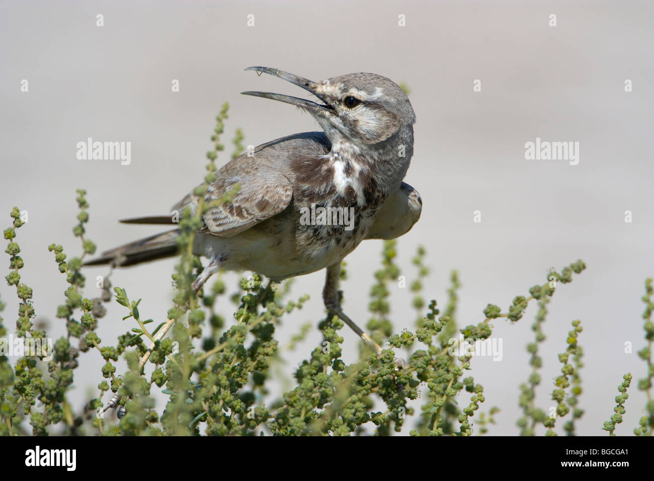 Greater hoopoe lark amongst vegetation Stock Photo - Alamy