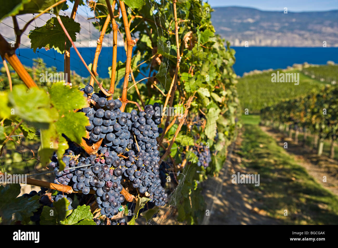 Clusters of red grapes growing on grapevines at Bonitas Winery ...