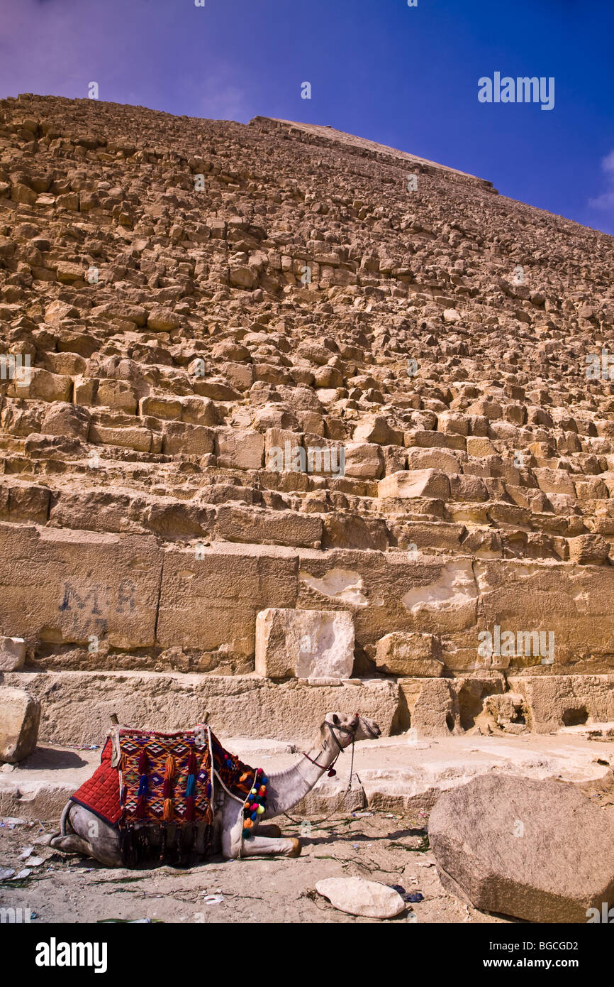 Egypt giza camel and pyramid hi-res stock photography and images - Alamy