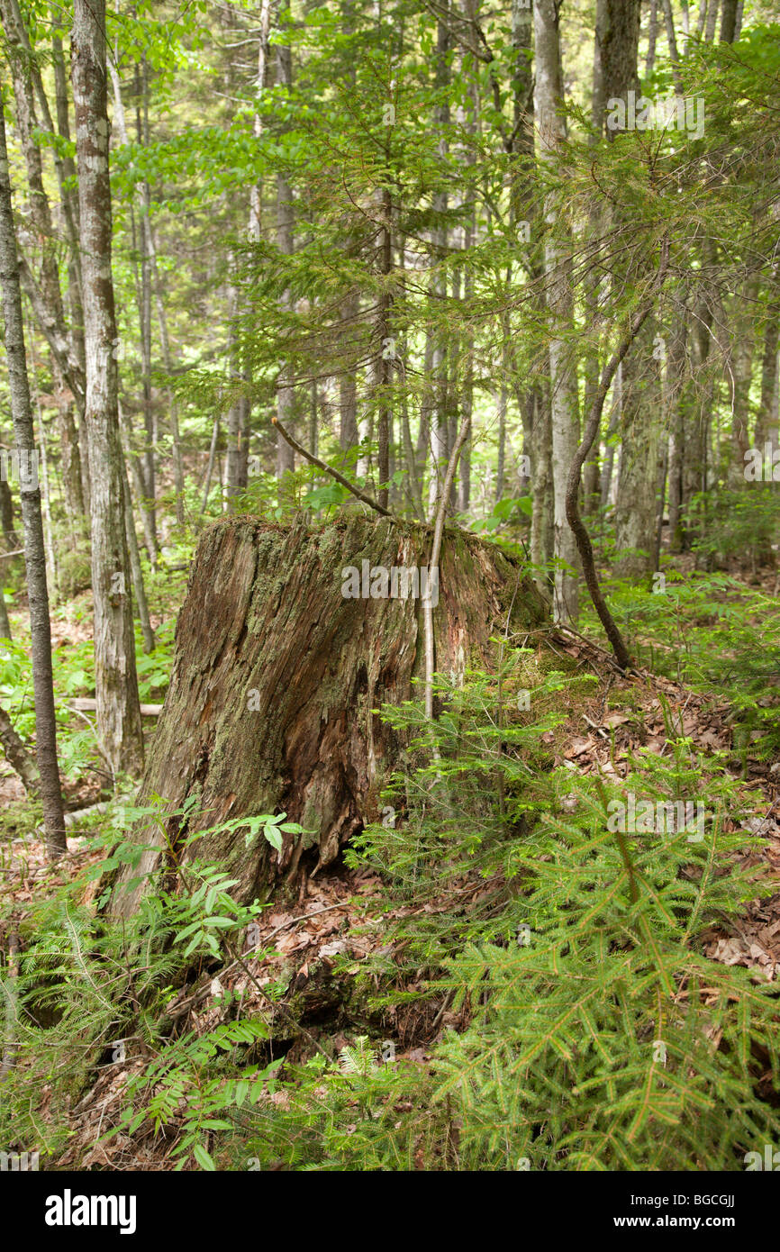Pemigewasset Wilderness - Decaying tree stump along Thoreau Falls Trail ...