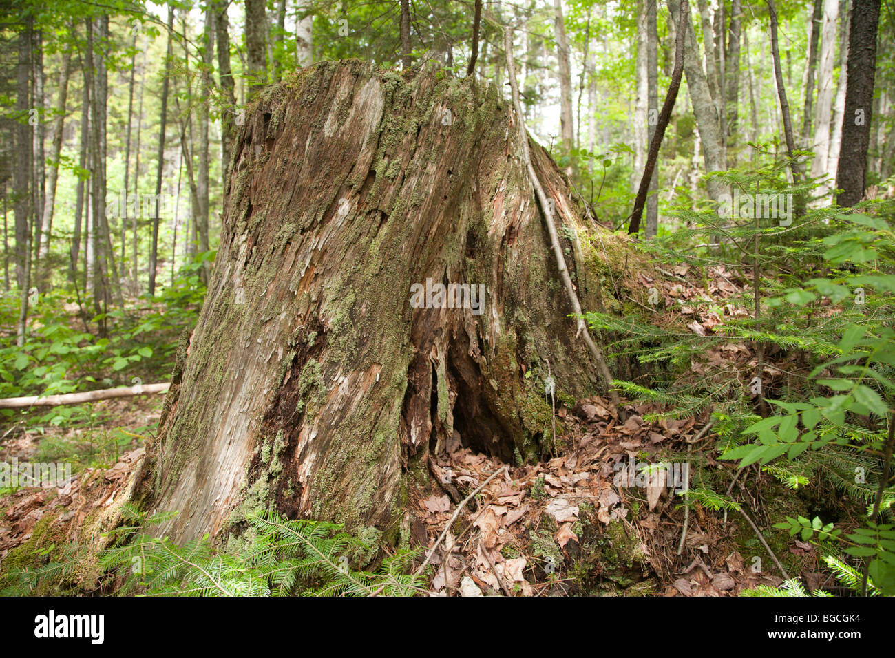 Pemigewasset Wilderness - Decaying tree stump along Thoreau Falls Trail ...