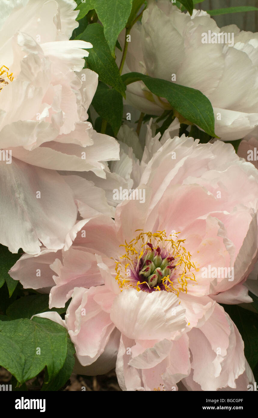 Paeonia suffruticosa white hi-res stock photography and images - Alamy
