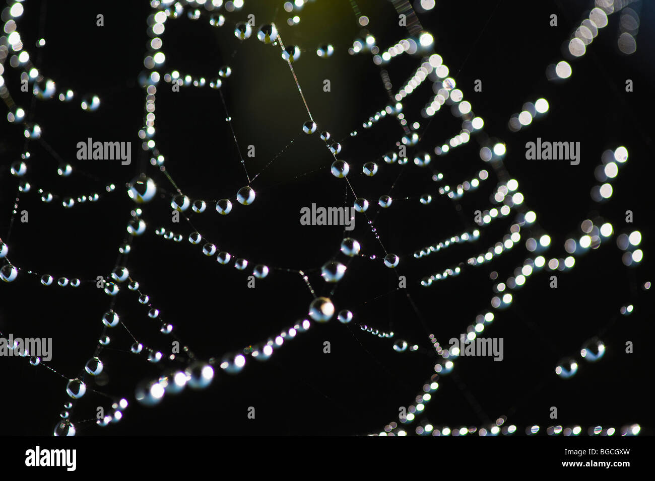 Spiderweb symmetry hi-res stock photography and images - Alamy