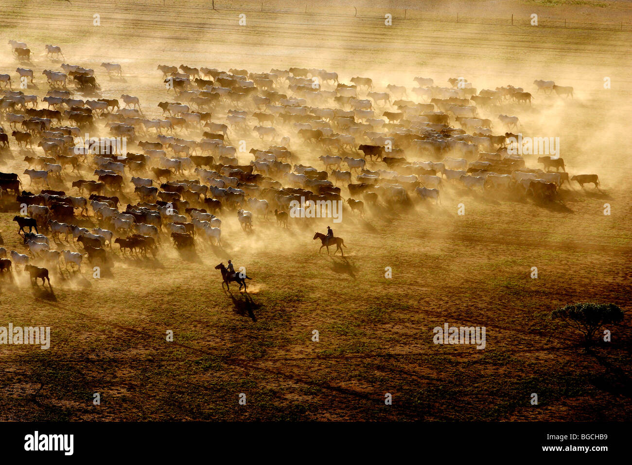Australian cattle station High Resolution Stock Photography and Images ...