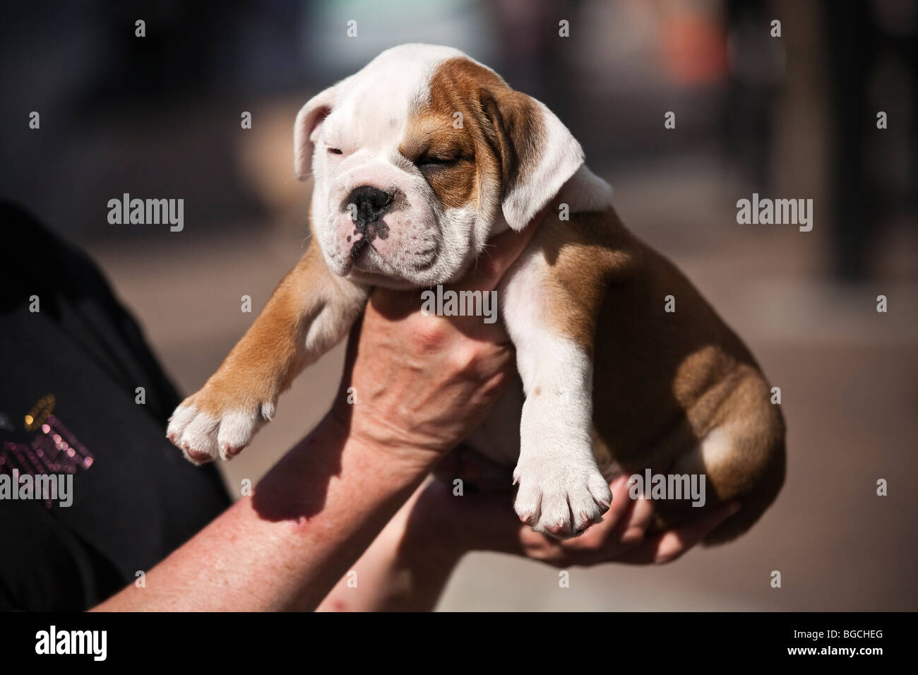 Owner showing off an English Bulldog puppy Stock Photo - Alamy