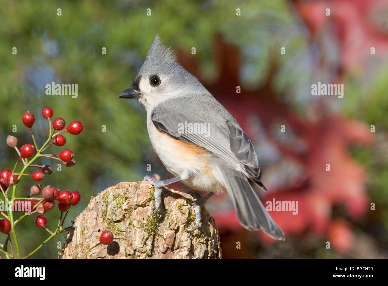 Marsh titmouse hi-res stock photography and images - Alamy