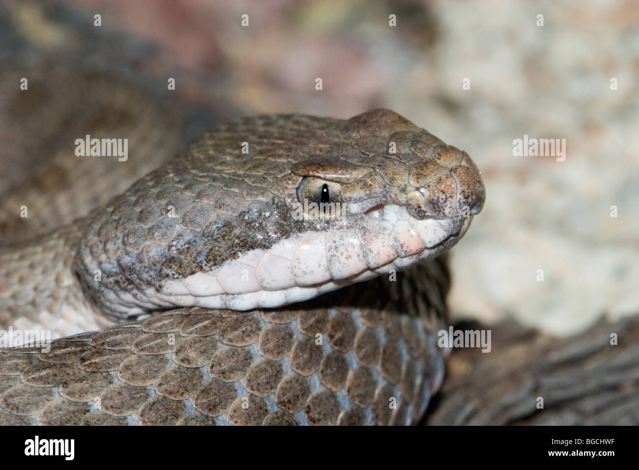 Twin spotted rattlesnake hi-res stock photography and images - Alamy