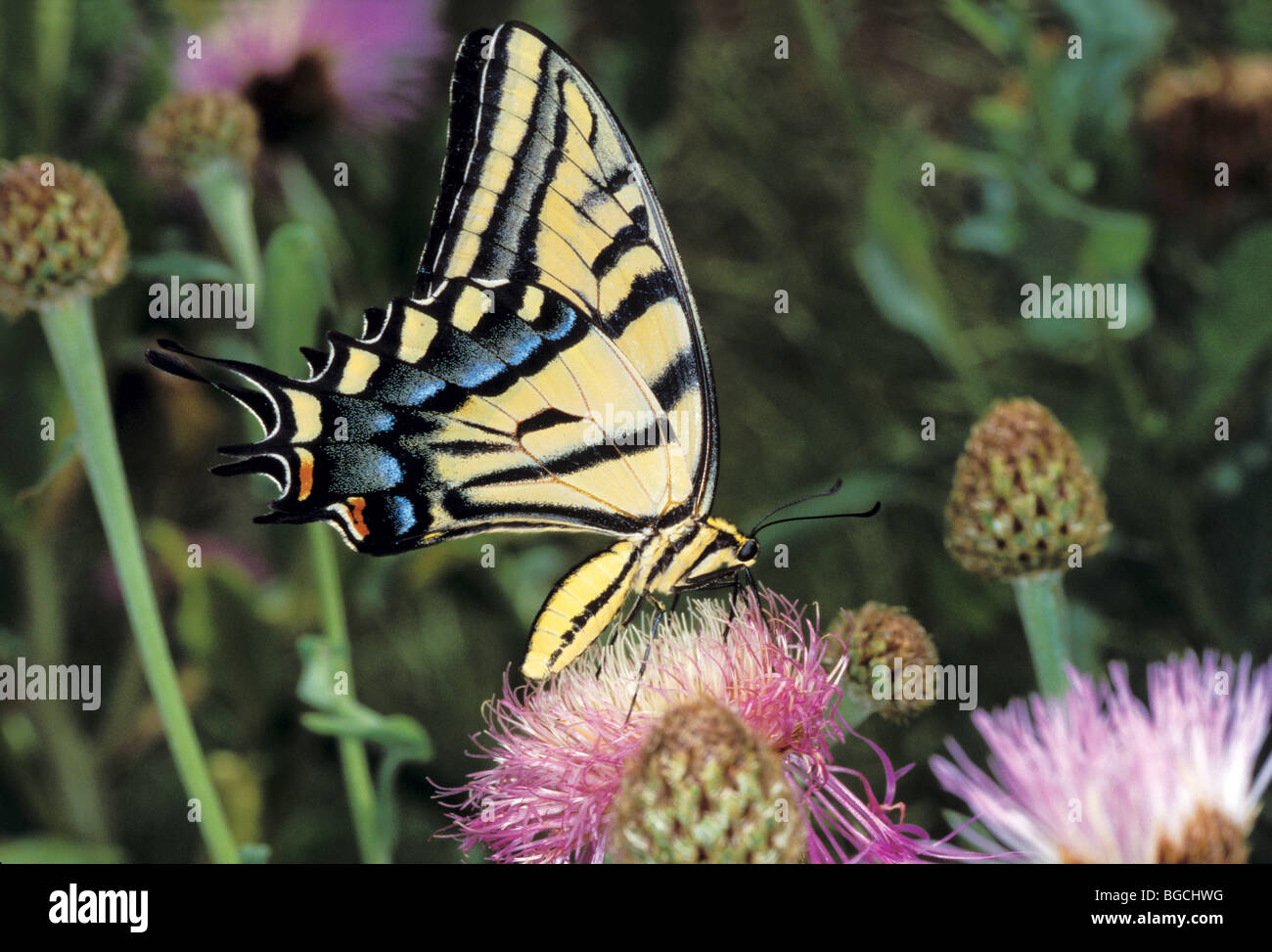 Two tailed swallowtail hi-res stock photography and images - Alamy