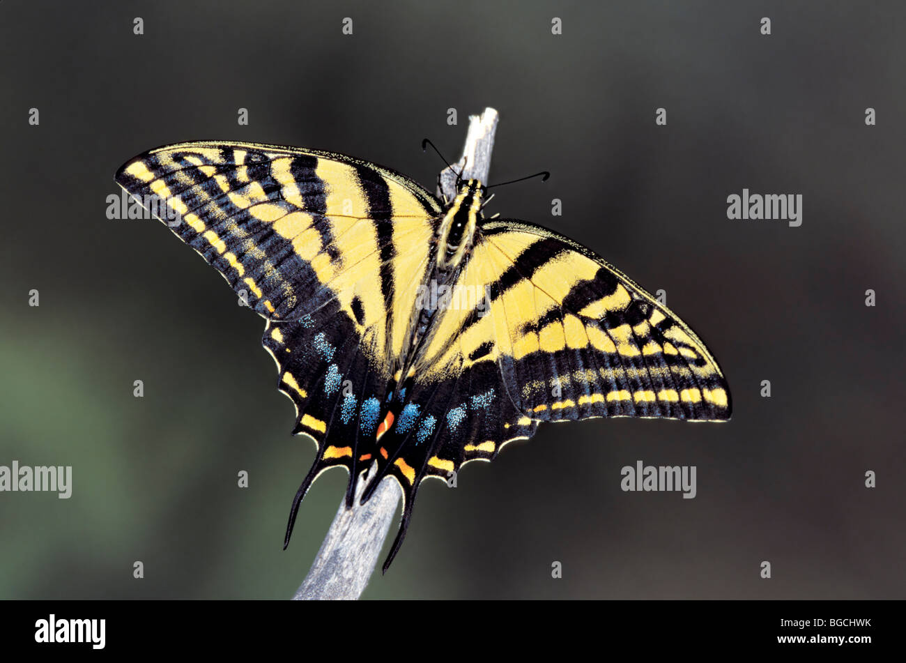 Two tailed swallowtail butterfly hi-res stock photography and images ...