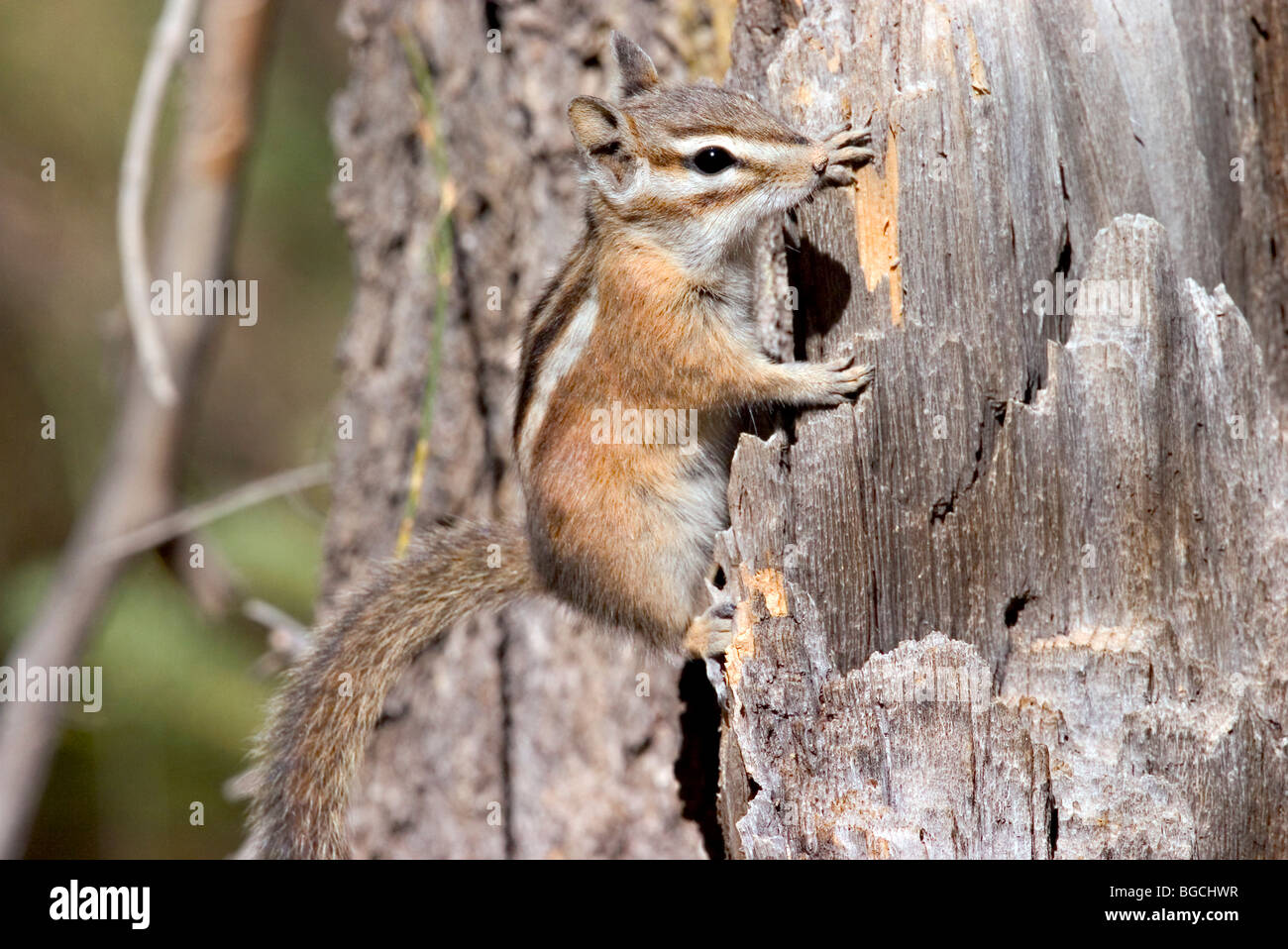 Uinta chipmunk hi-res stock photography and images - Alamy