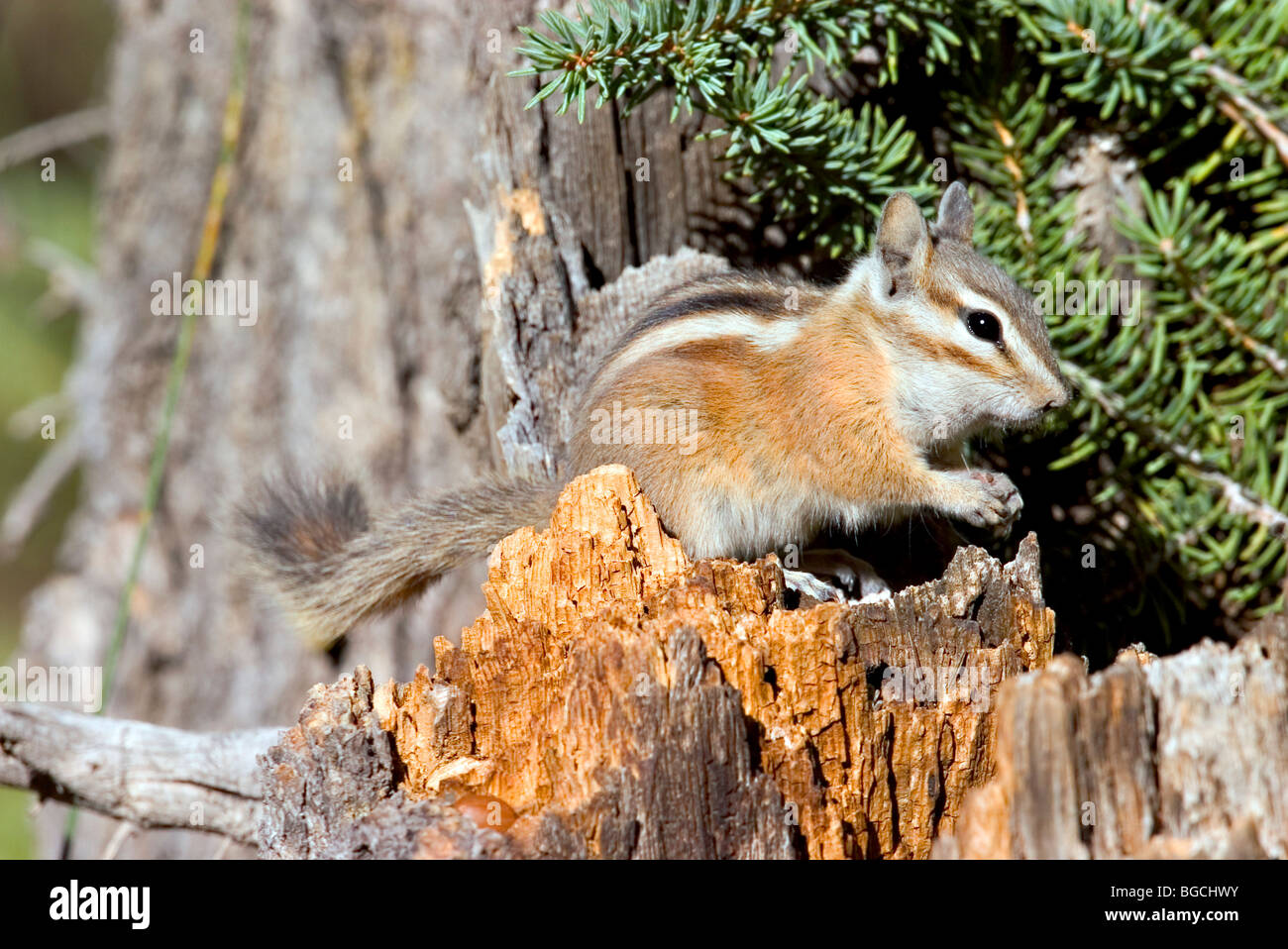Uinta chipmunk hi-res stock photography and images - Alamy