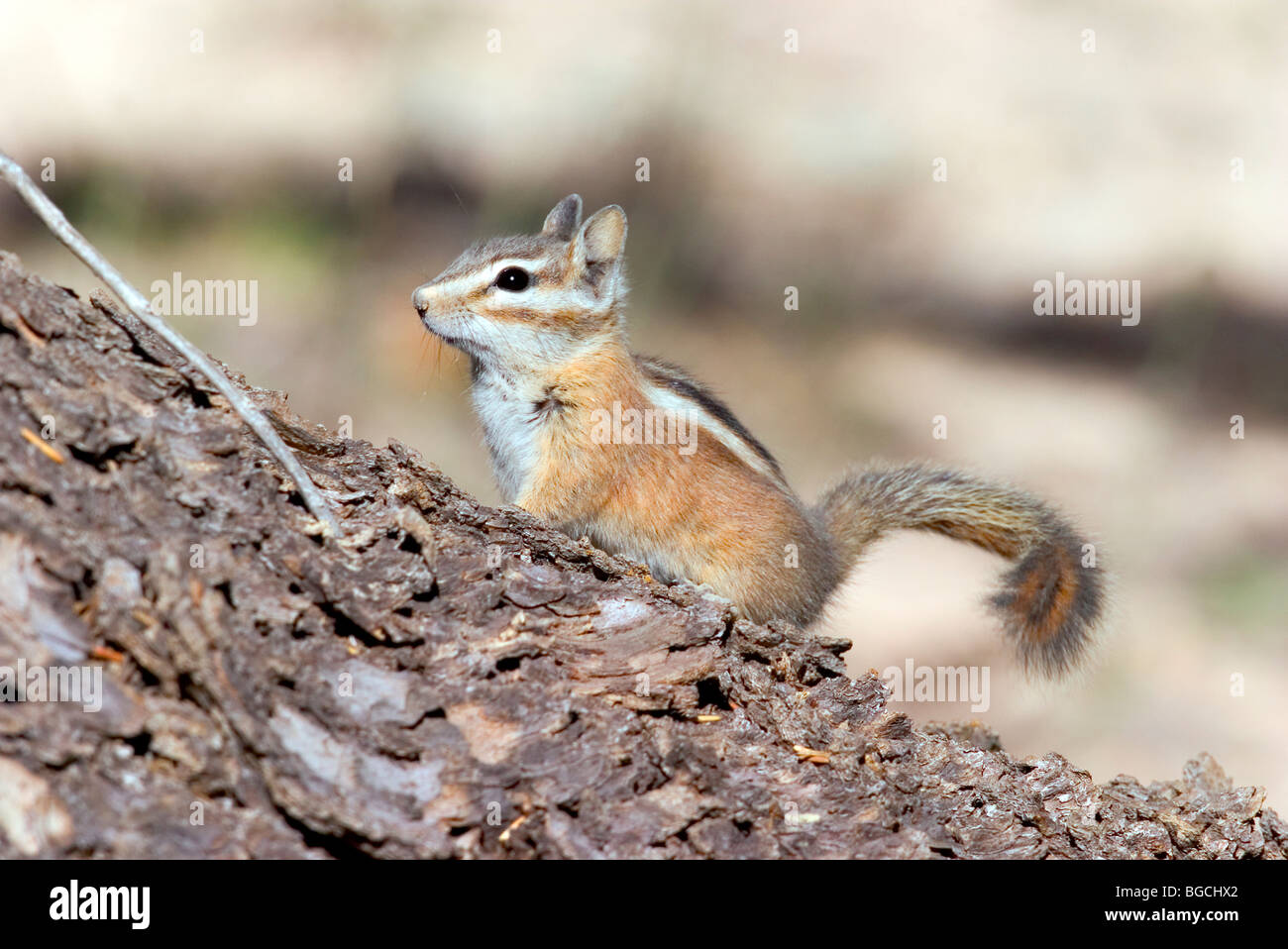 Uinta chipmunk hi-res stock photography and images - Alamy